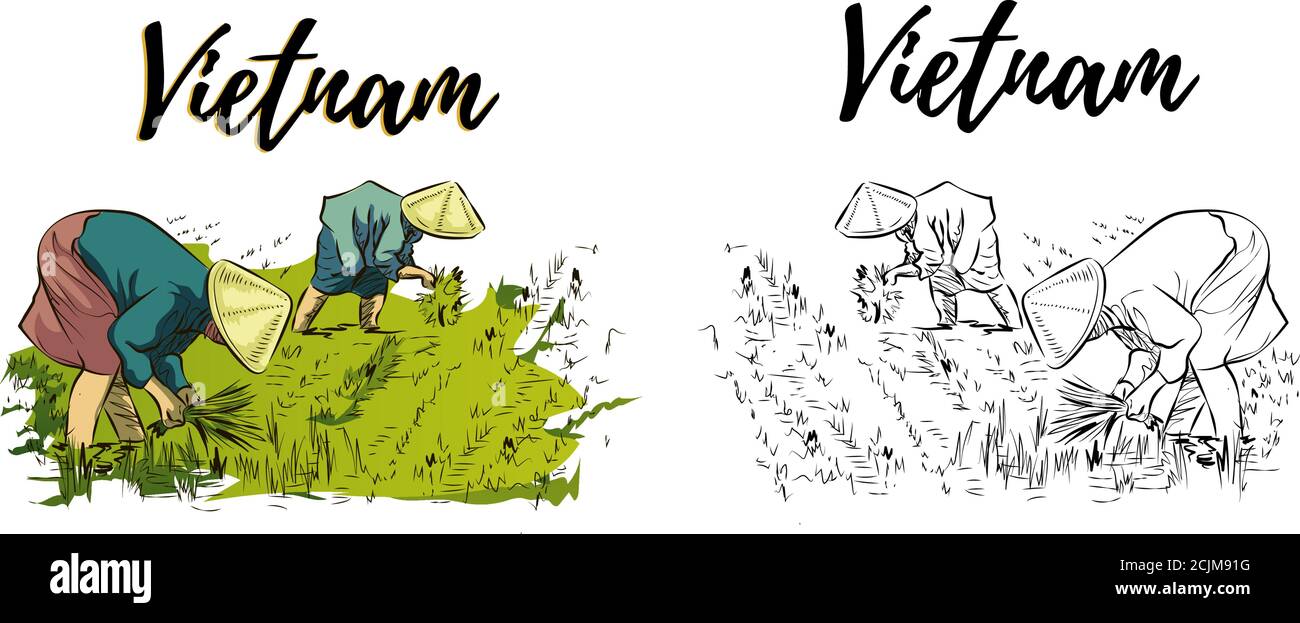 Illustration of farmers planting rice in the fields, rice field ...