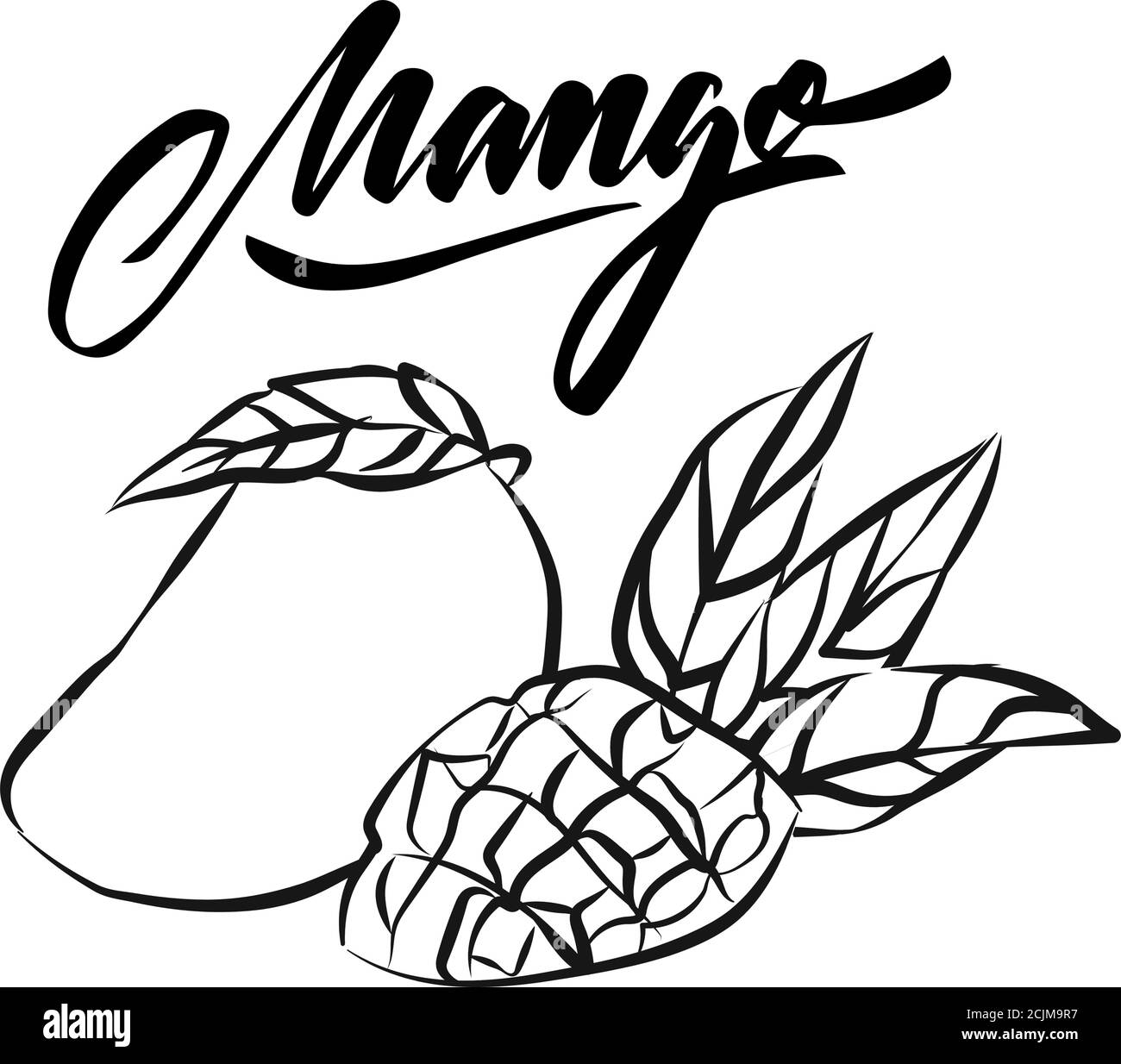 Mango fruits sketch style vector illustration. Hand drawn poster ...