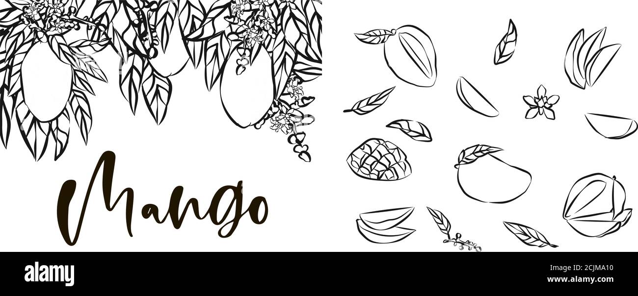 Mango fruits vector set. hand drawn organic food hand drawn sketch ...