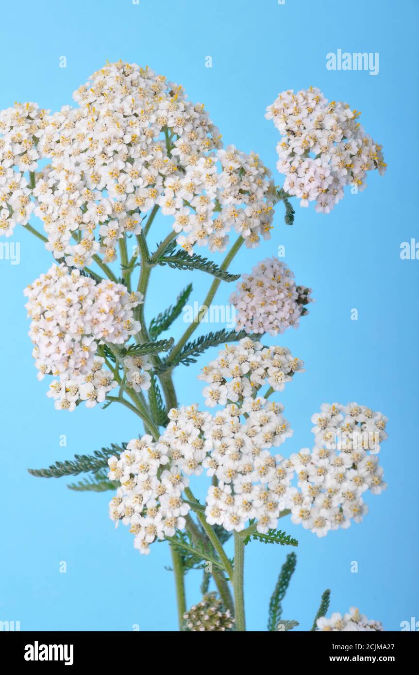 Blue Yarrow Flower