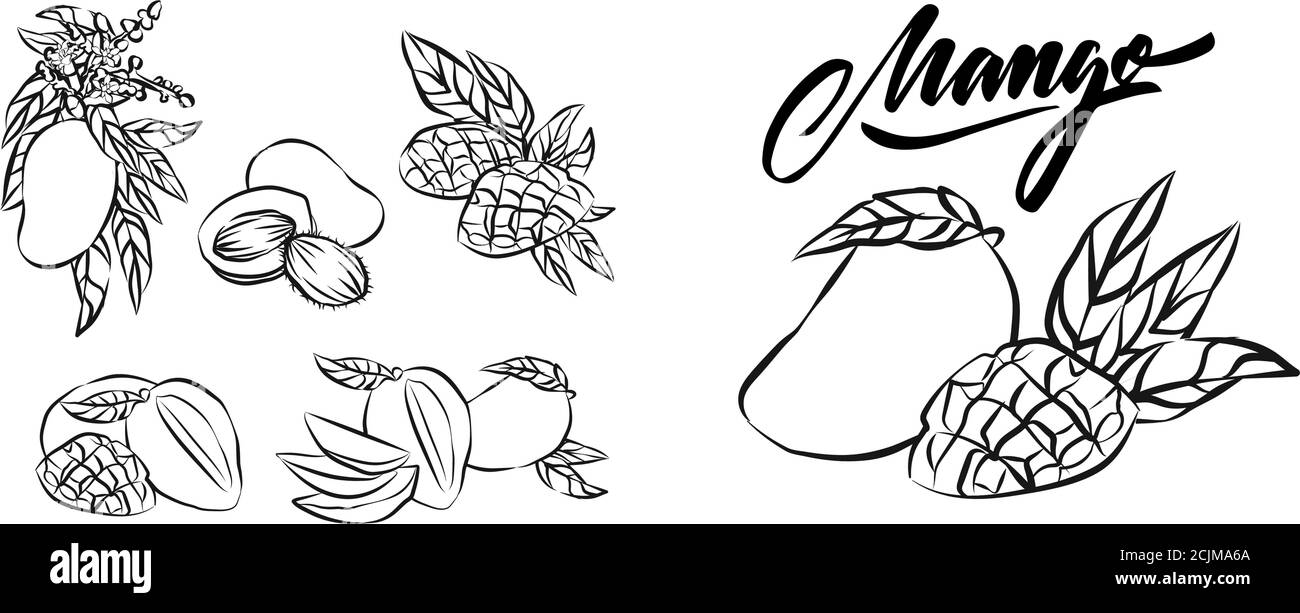 Mango fruits vector set. hand drawn organic food hand drawn sketch ...