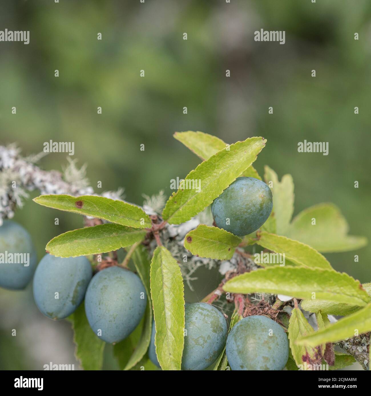 Bullace uk hi-res stock photography and images - Alamy