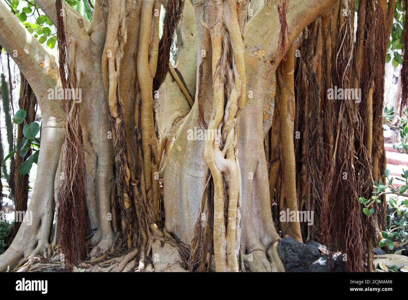 Feigenbaum hi-res stock photography and images - Alamy