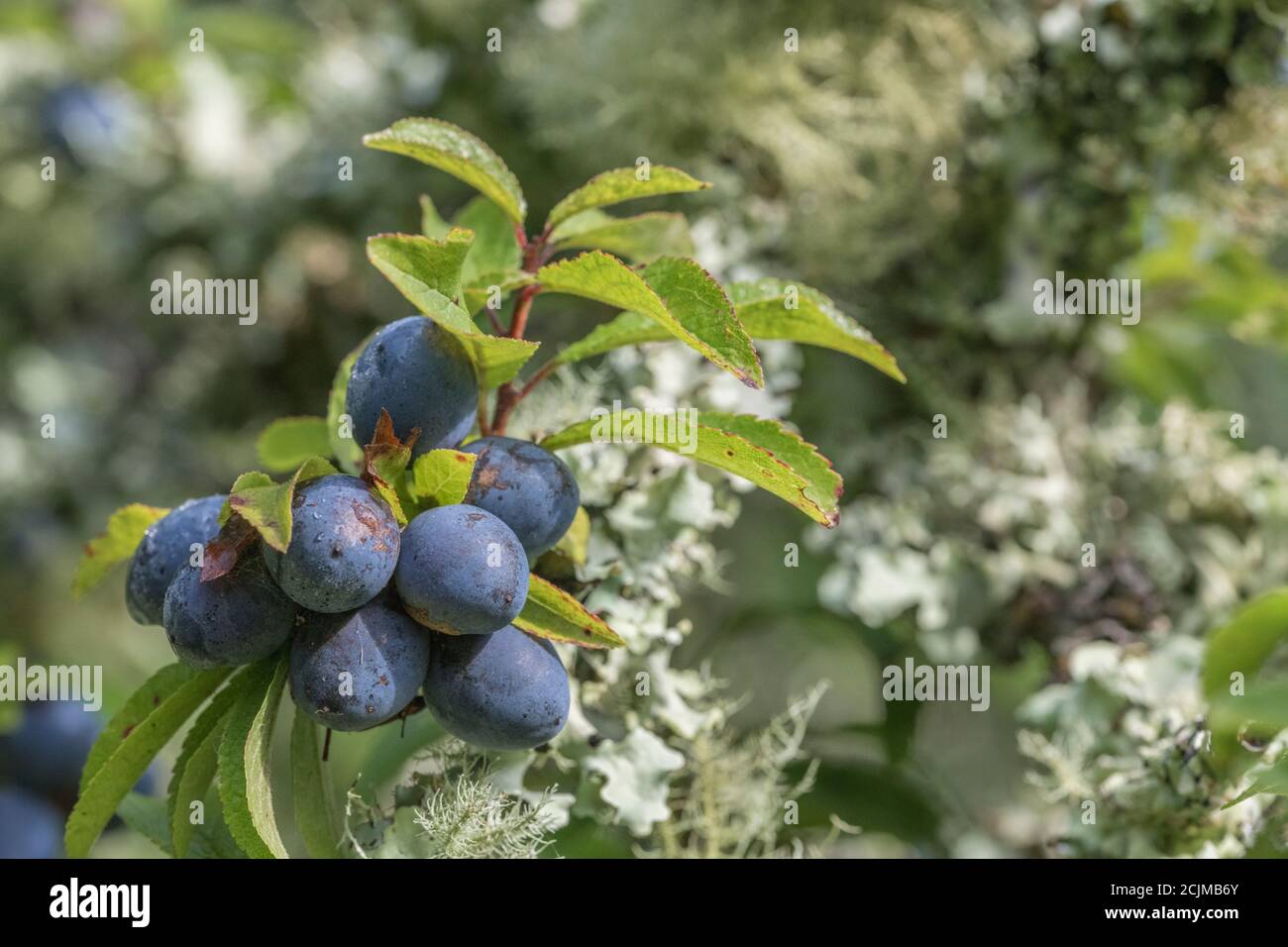 Lichen covered Wild Plum in Cornish hedge - part of fruiting sequence ...