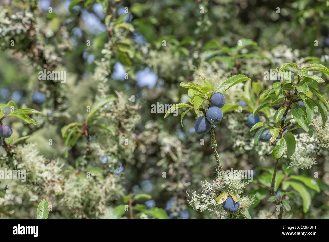 Lichen covered Wild Plum in Cornish hedge - part of fruiting sequence ...