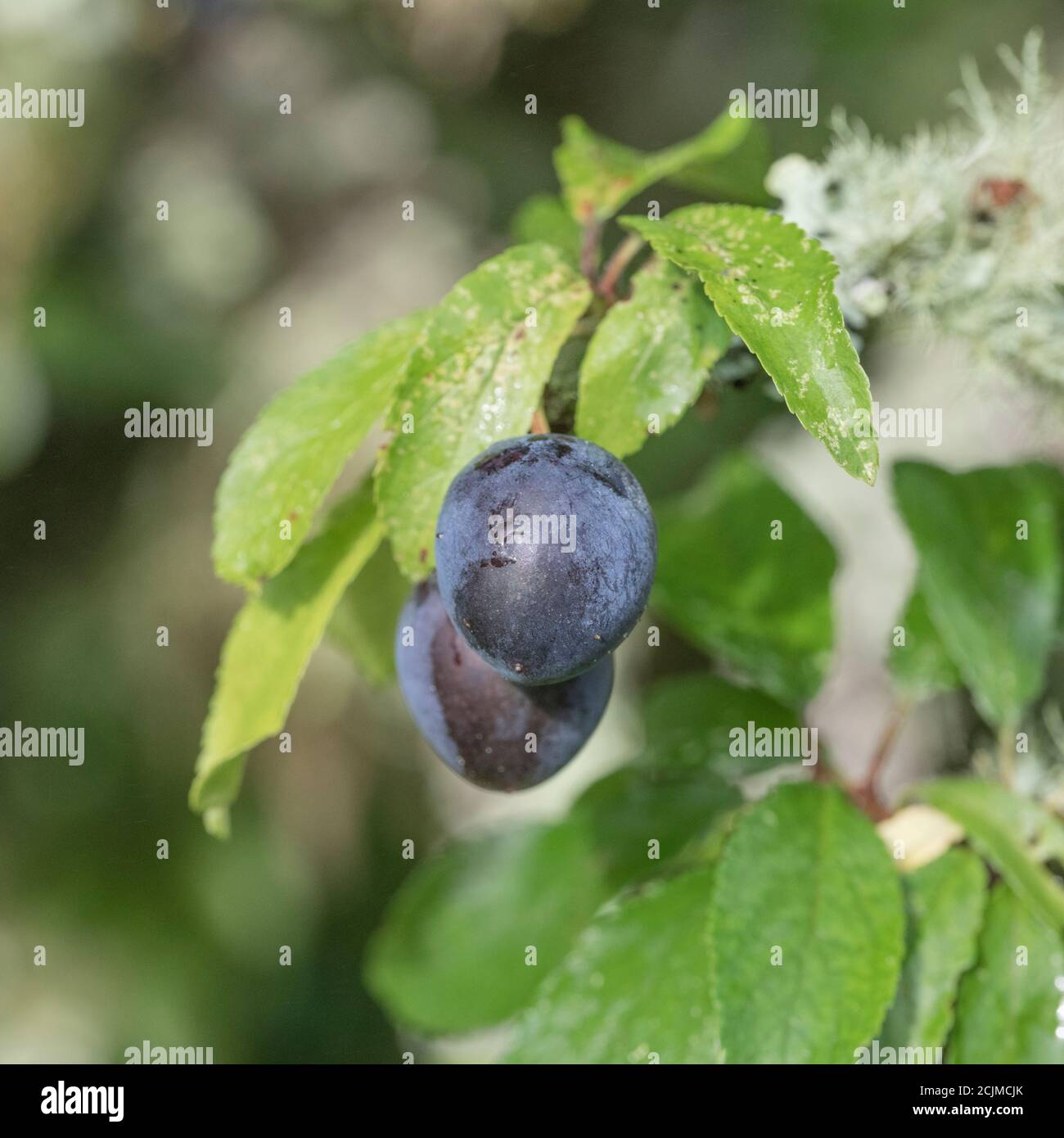 Prunus domestica nigra hi-res stock photography and images - Alamy