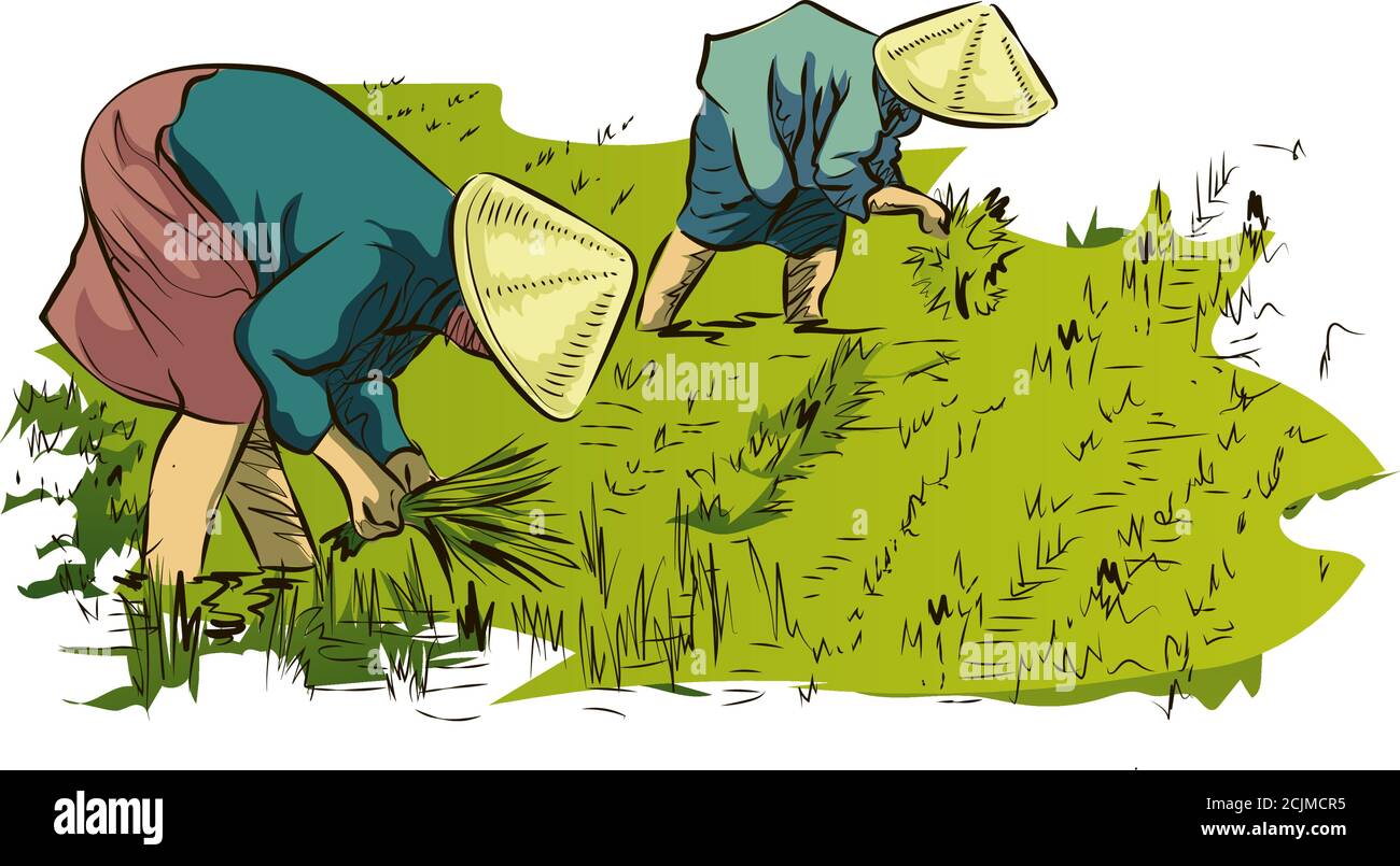 Vietnamese peasants plant rice. Farmers work in rice fields, line ...