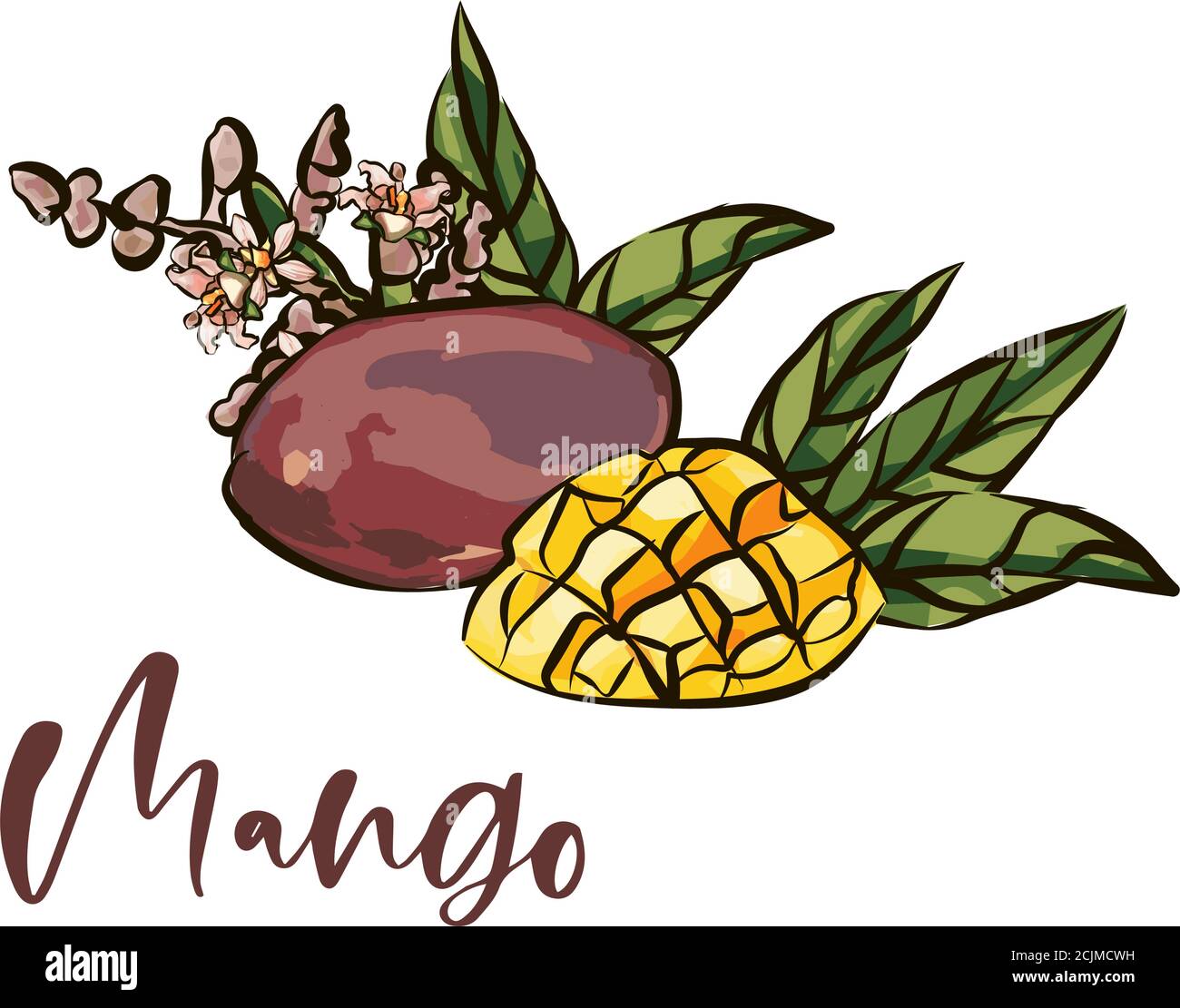 Mango fruits vector set. hand drawn organic food hand drawn sketch ...