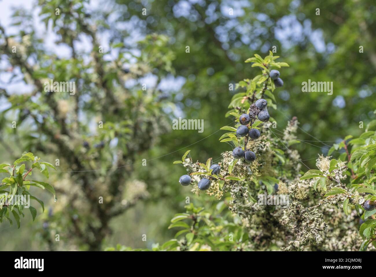 Bullace hi-res stock photography and images - Alamy
