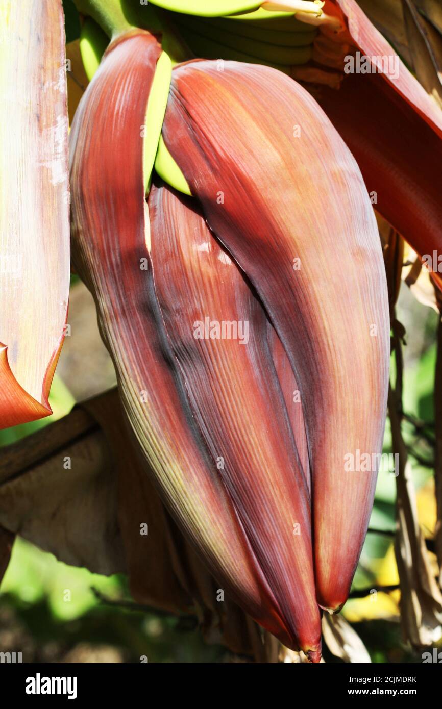 Bananenstaude hi-res stock photography and images - Alamy