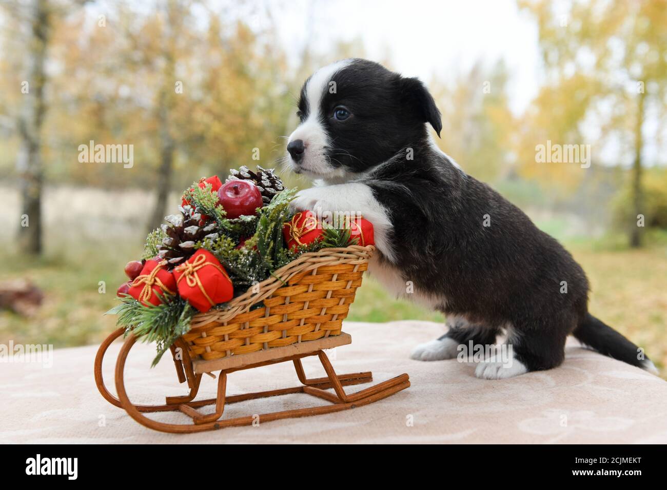 Welsh gifts hi-res stock photography and images - Alamy