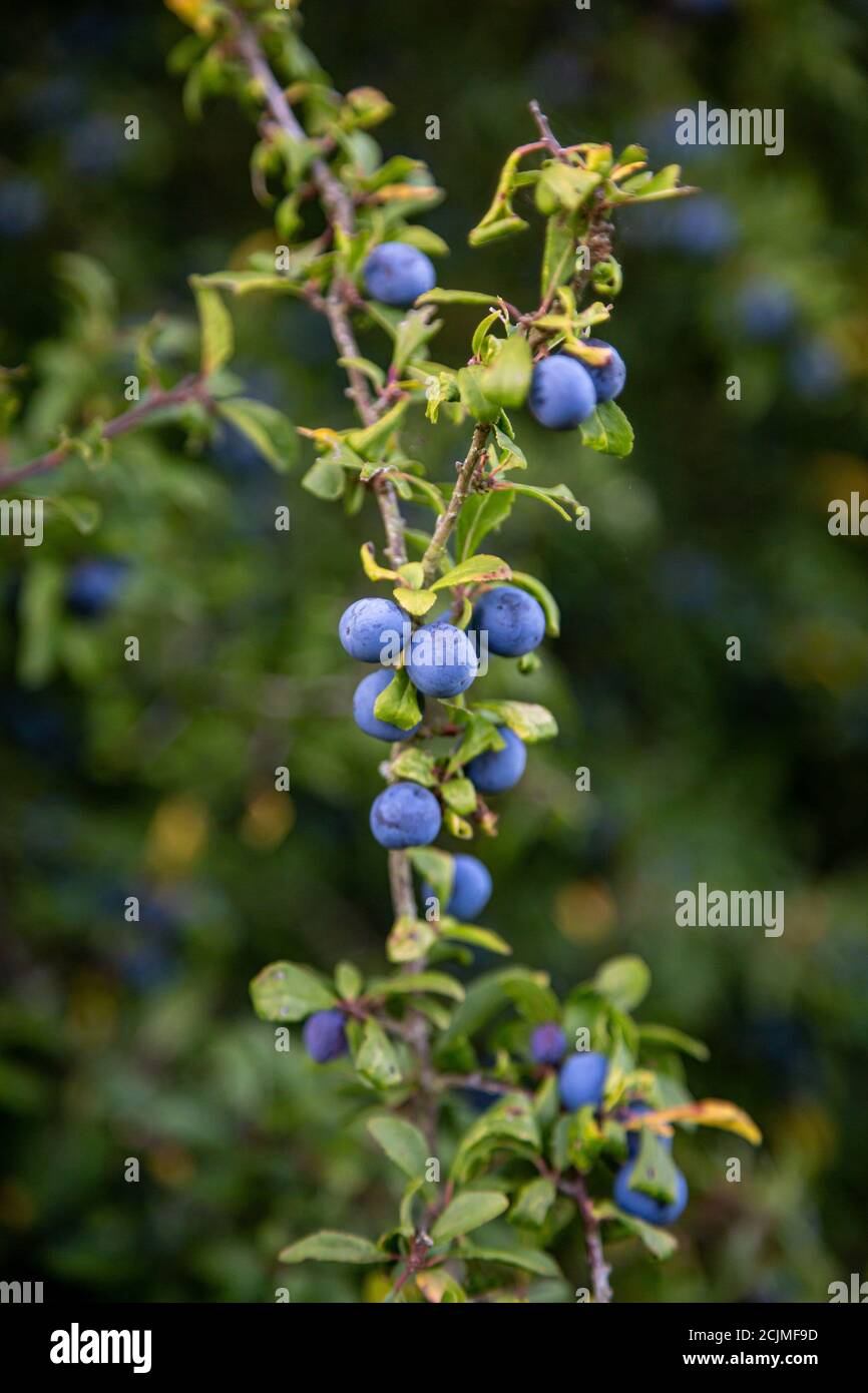 Sloes fruit autumn fall hi-res stock photography and images - Alamy