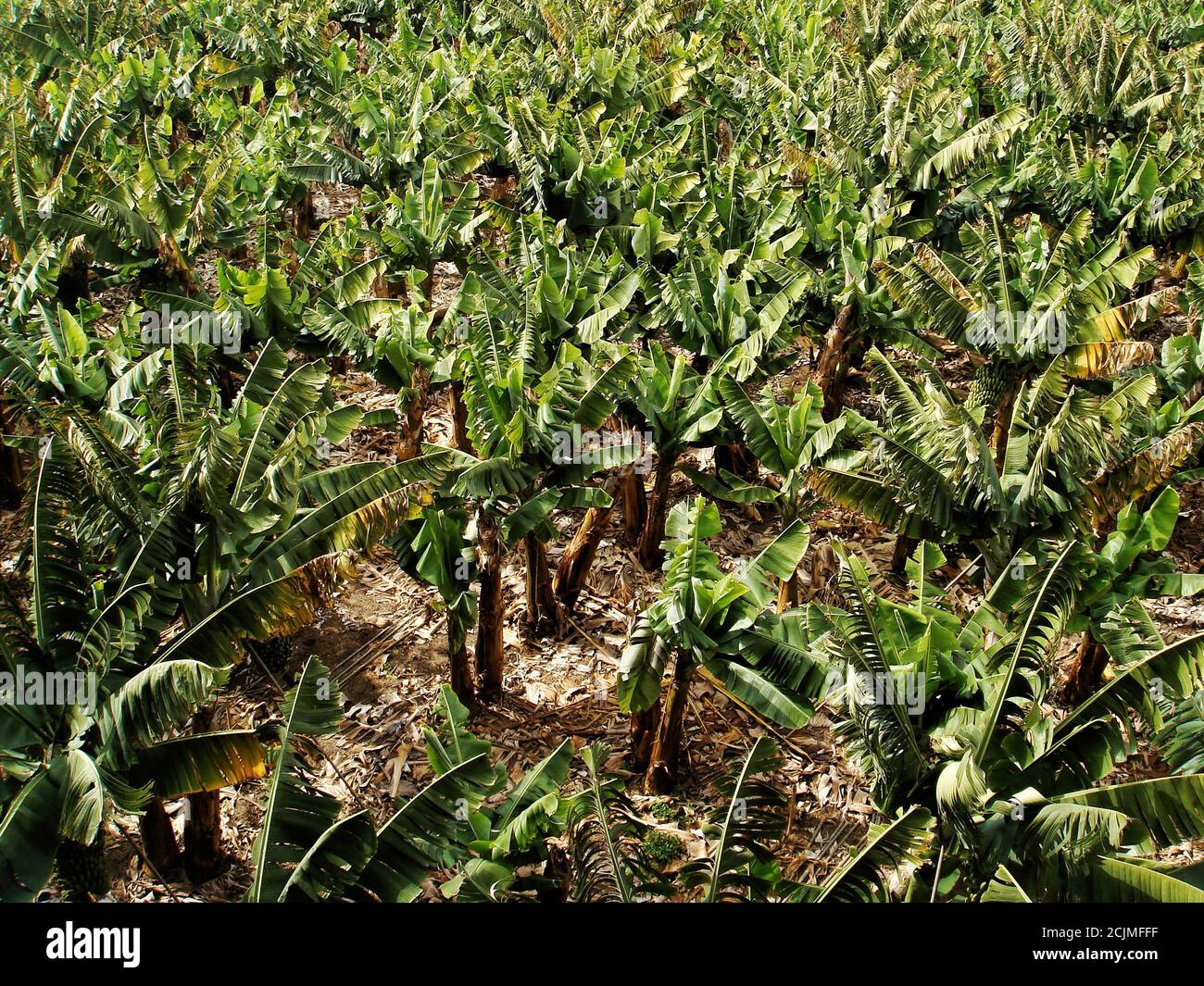 A typical commercial banana plantation with healthy young trees seen ...