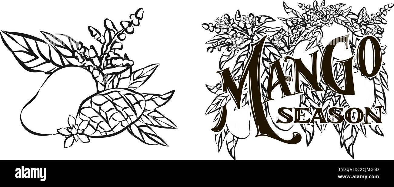 Mango fruits vector set. hand drawn organic food hand drawn sketch ...