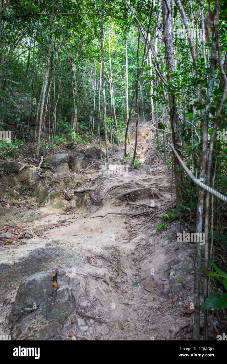footpath/riverbed in Rainforest in Thailand Ko Samui Stock Photo - Alamy