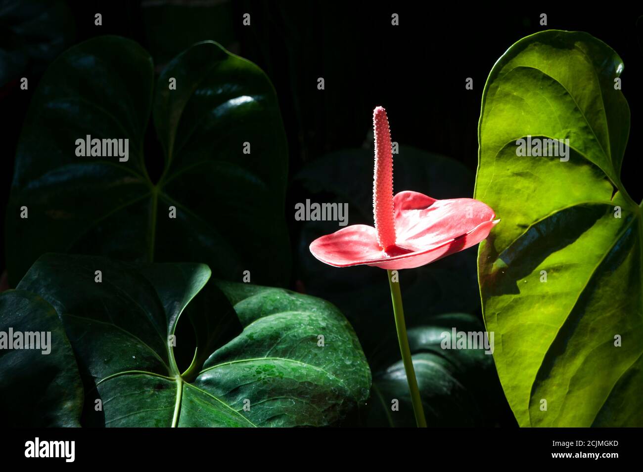Exotic pink Anthurium or laceleaf with luxurious green leaves growing ...
