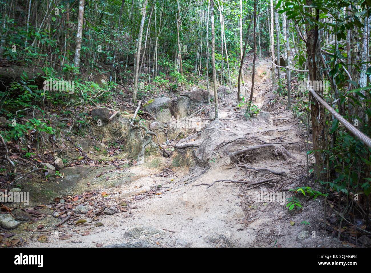 footpath/riverbed in Rainforest in Thailand Ko Samui Stock Photo - Alamy