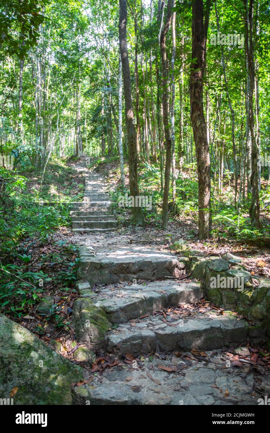 footpath/riverbed in Rainforest in Thailand Ko Samui Stock Photo - Alamy