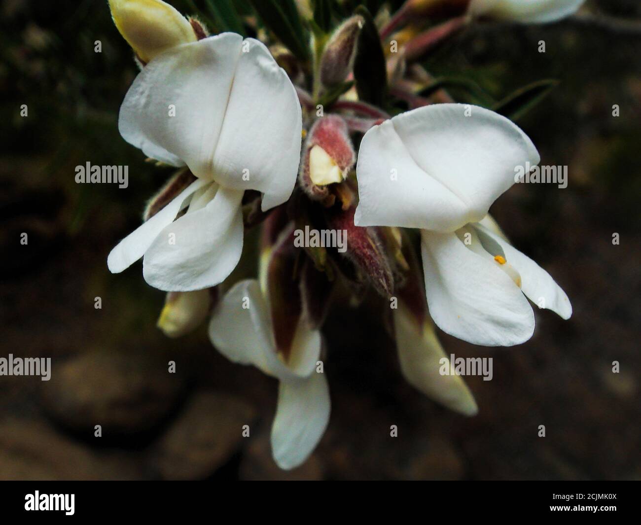 Beautiful white flowers of Spartocytisus supranubius, high mountain ...