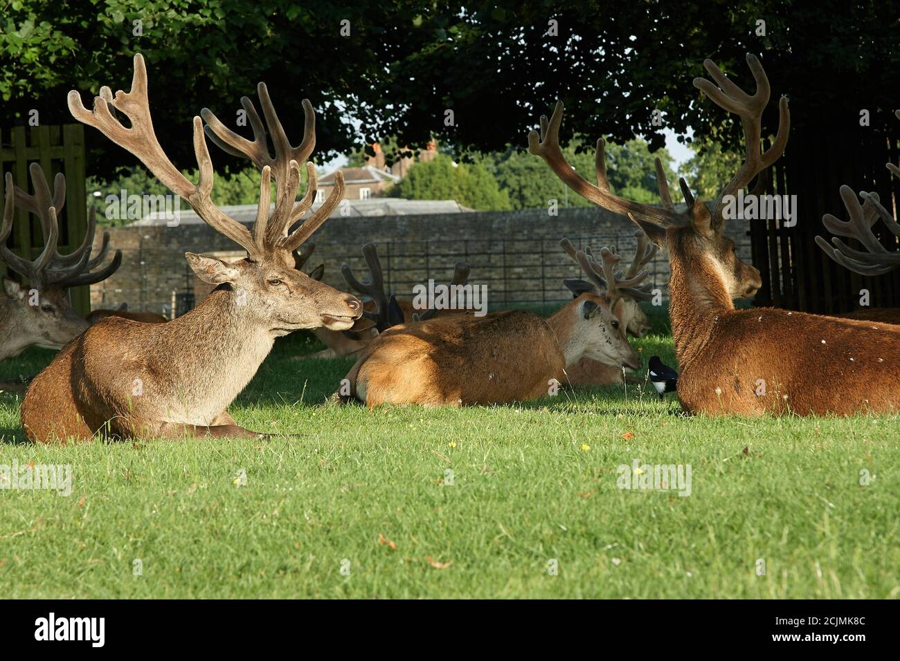 deer resting on the grass of the park Stock Photo - Alamy