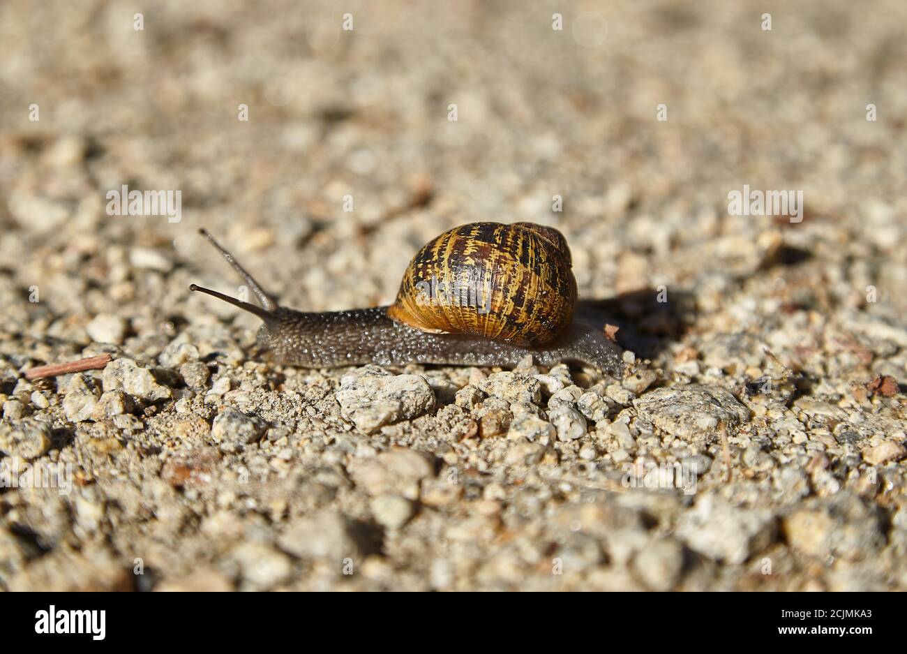 Sea snail shell in sand at sunshine hi-res stock photography and images ...