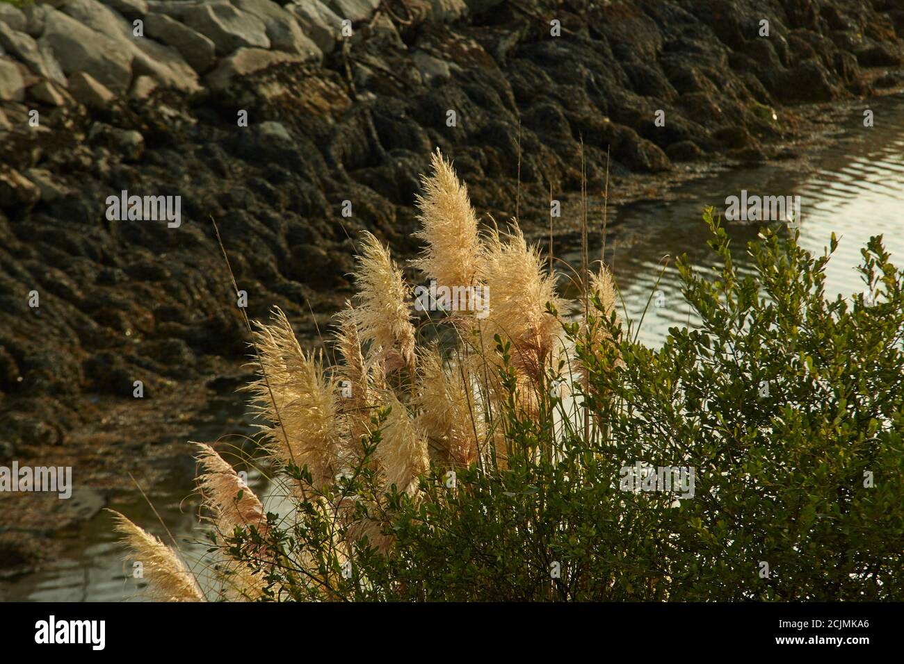summer ears by the river Stock Photo - Alamy