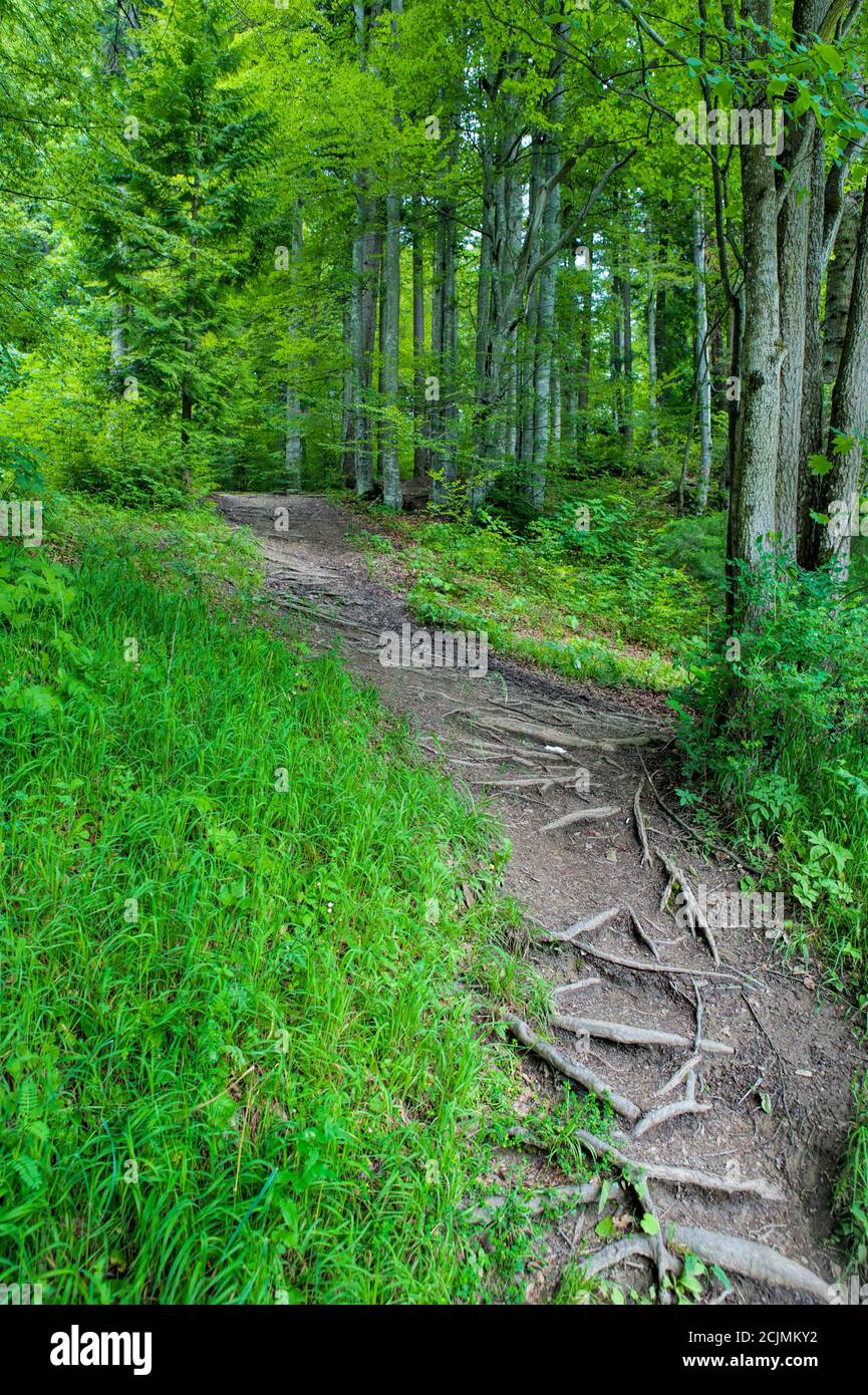 Narrow footpath in a beautiful, lush forest suitable for walking ...