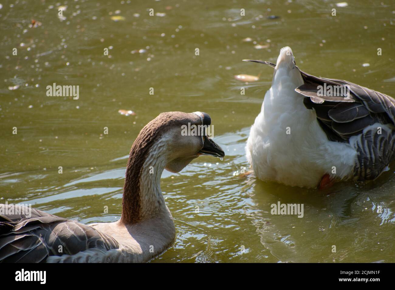 Ducks floating on the water Stock Photo - Alamy