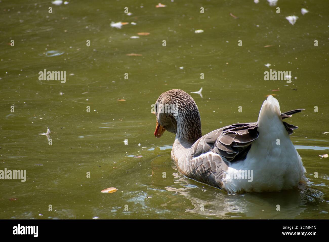 Duck floating on the water Stock Photo - Alamy