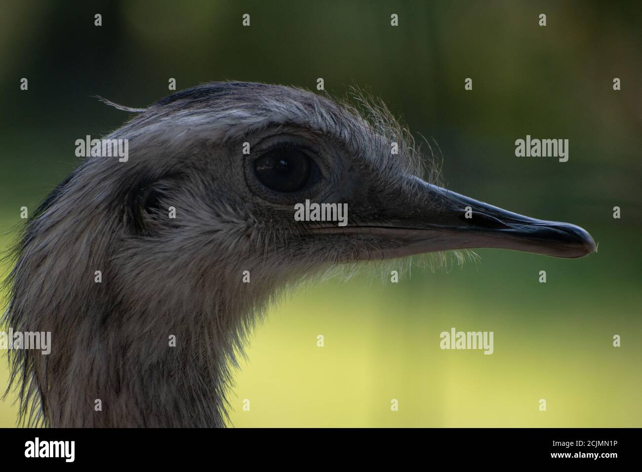 Closeup shot of a head of a common ostrich Stock Photo - Alamy