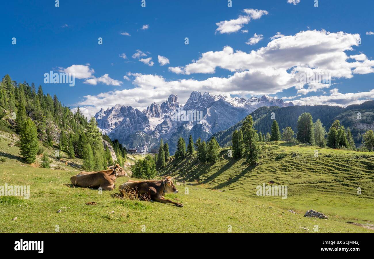cows on the mountain pasture of Prato Piazza in the three peaks ...