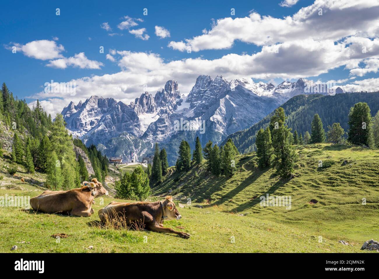 cows on the mountain pasture of Prato Piazza in the three peaks ...