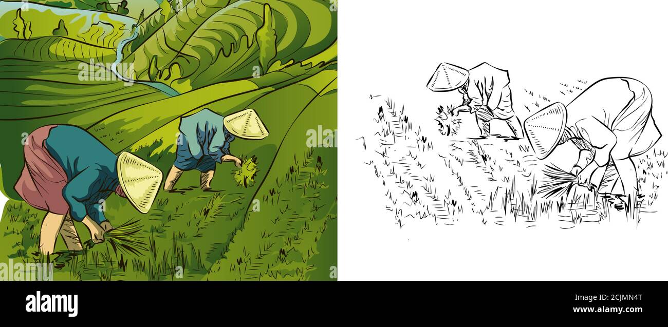 Rice Farm Drawing