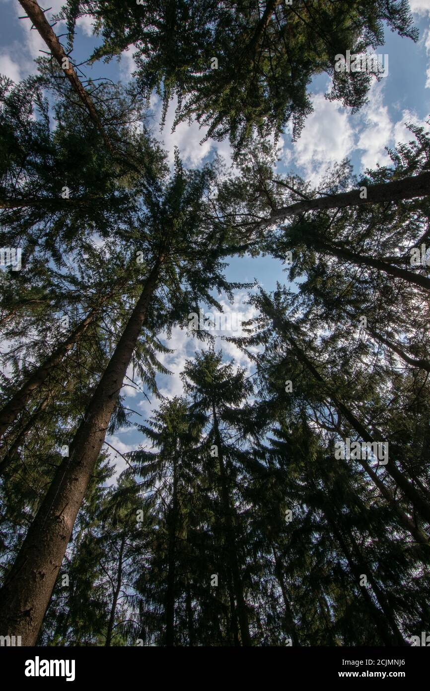 Low angle shot of tall trees in a forest Stock Photo - Alamy
