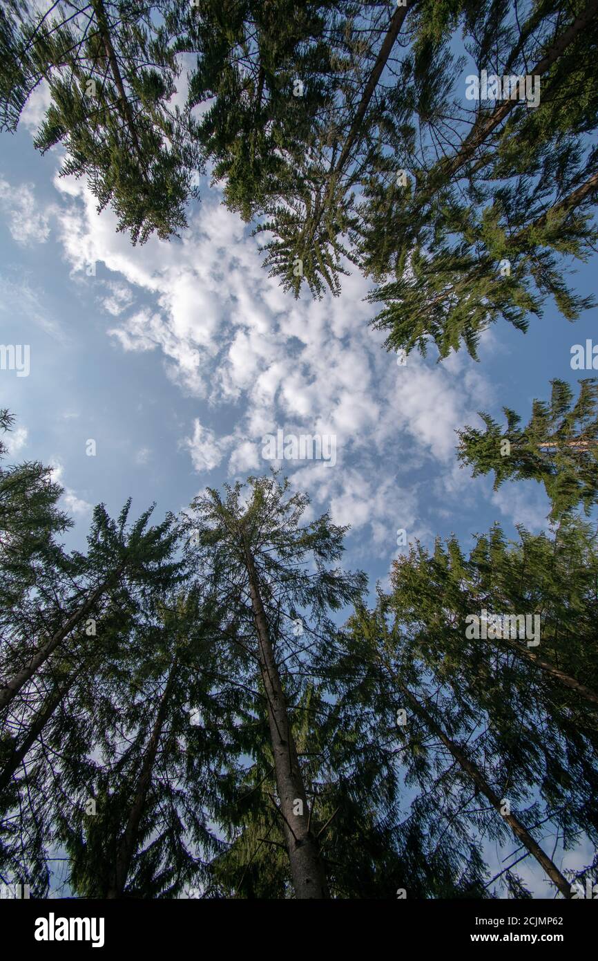 Low angle shot of tall trees in a forest Stock Photo - Alamy