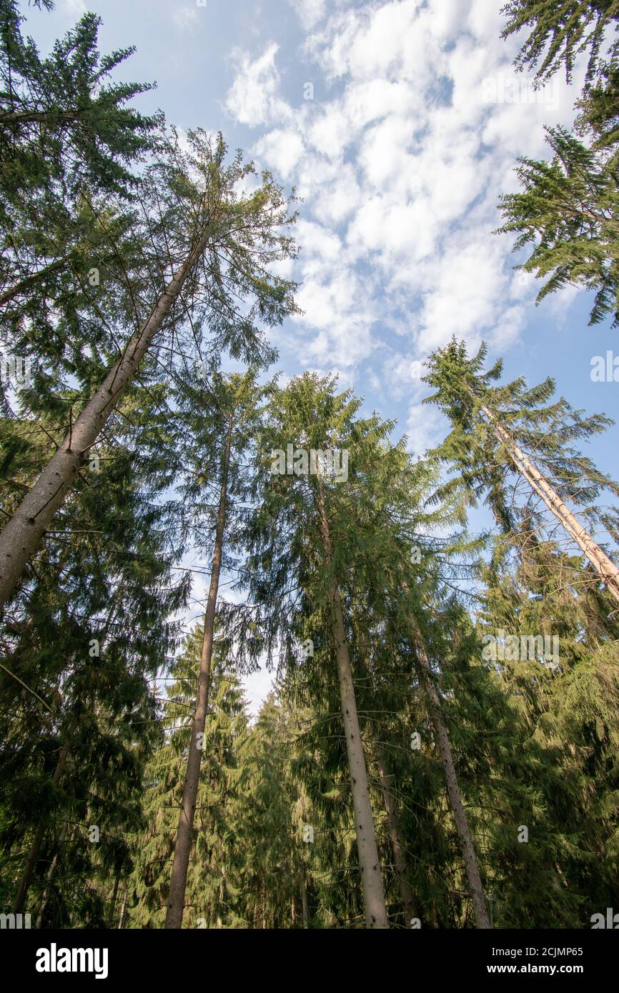Low angle shot of tall trees in a forest Stock Photo - Alamy