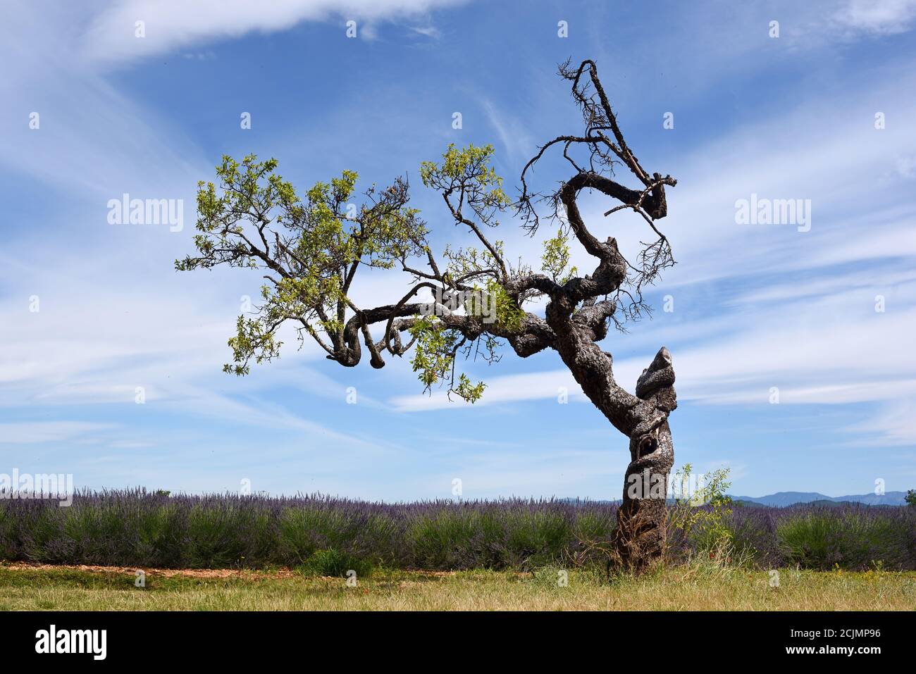 Plain tree hi-res stock photography and images - Alamy