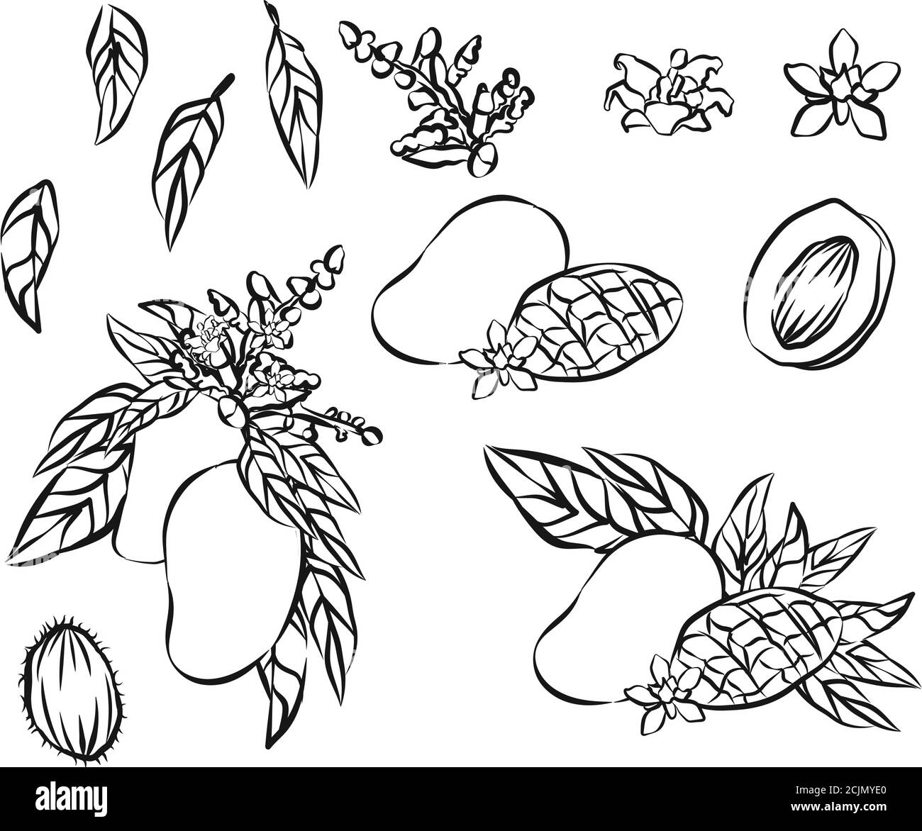 Mango fruits vector set. hand drawn organic food hand drawn sketch ...
