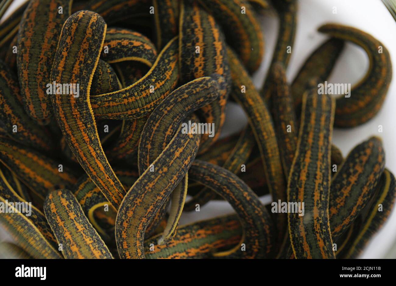Leech cure hi-res stock photography and images - Alamy