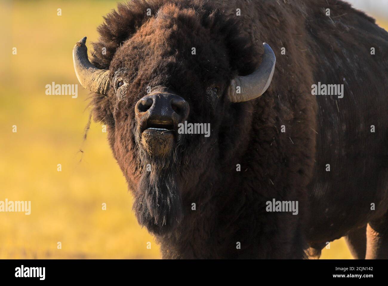 Bull calling hi-res stock photography and images - Alamy