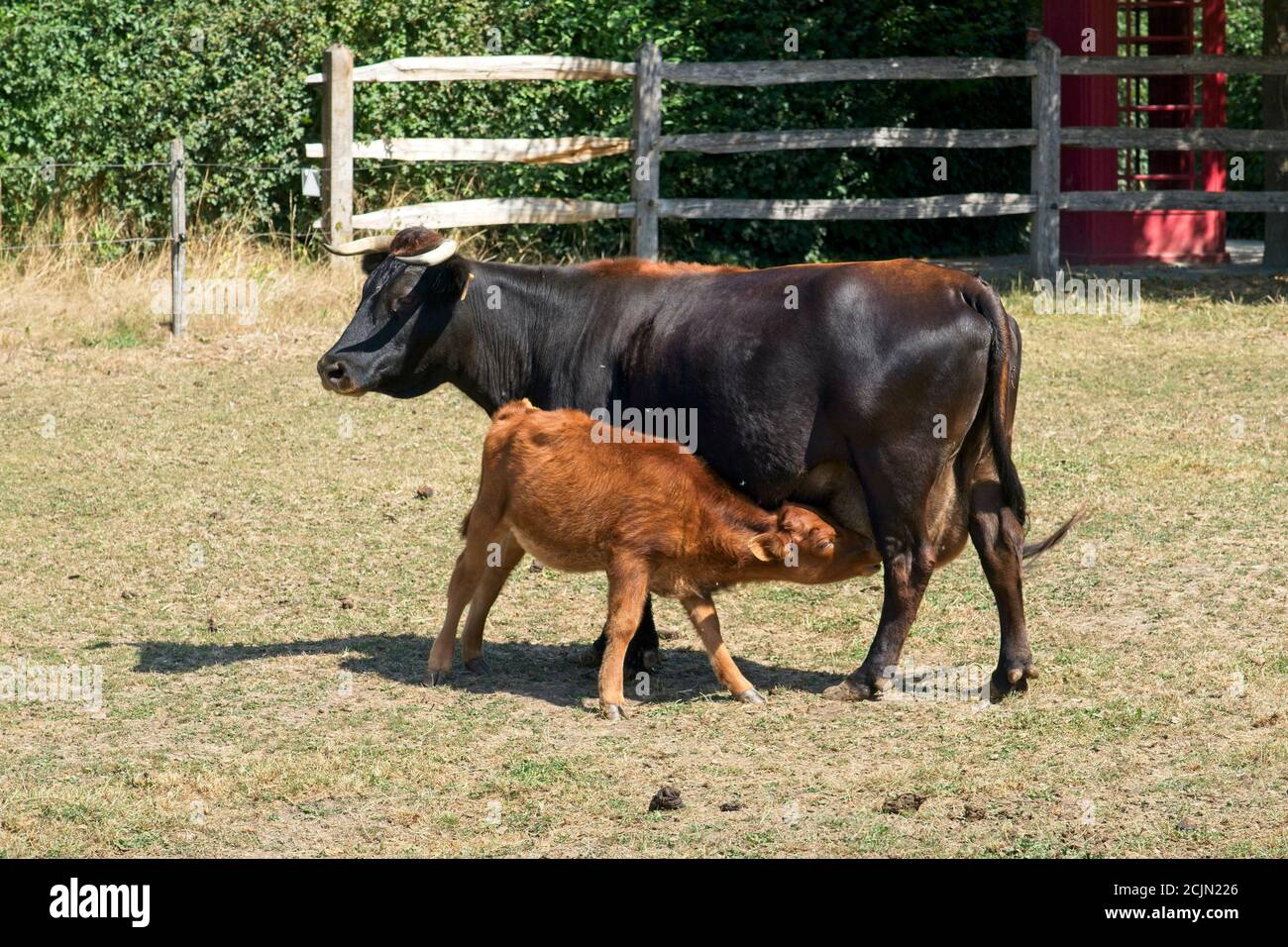 Houplin-Ancoisne France - 6 August 2020 - Dexter miniature cows the ...