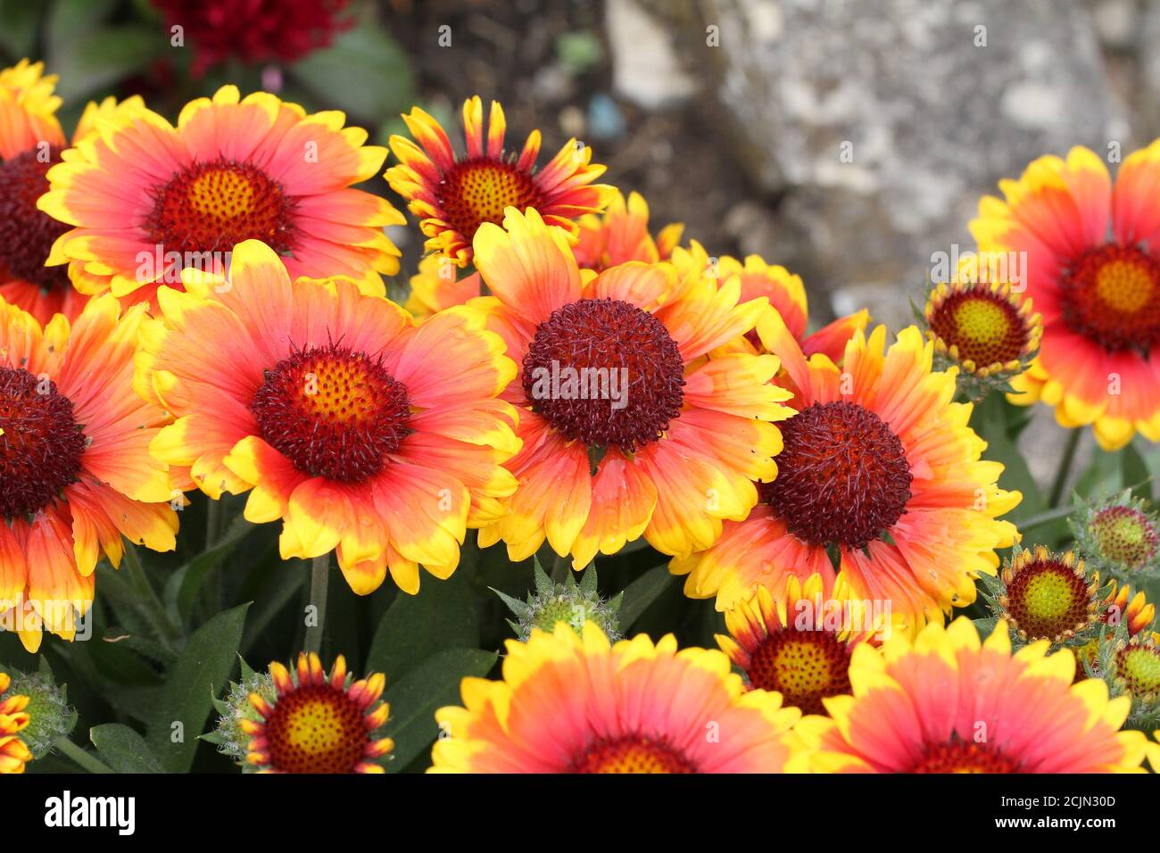 Indian blankets hi-res stock photography and images - Alamy