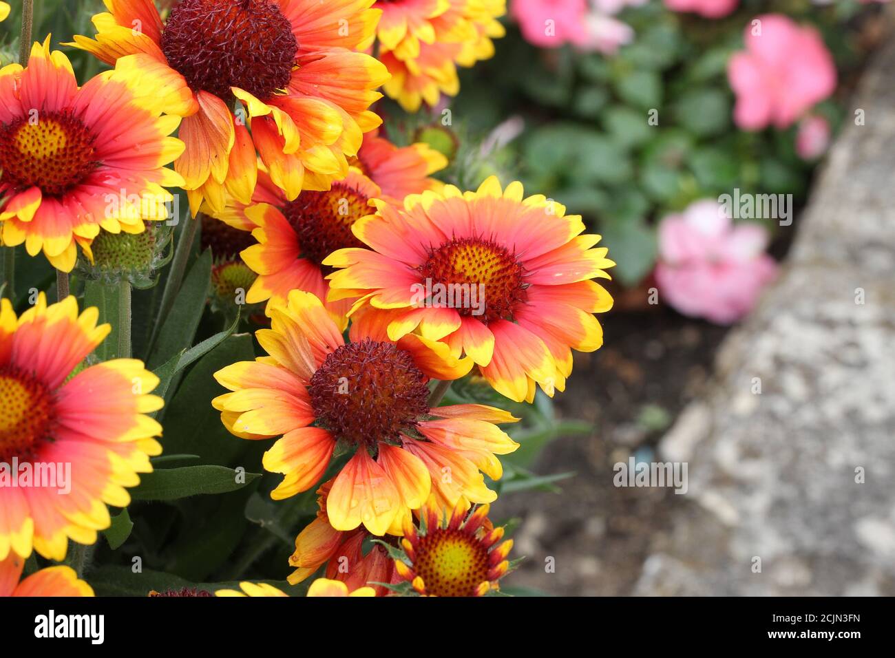 Closeup of Gaillardia pulchella growing in a garden under the sunlight ...