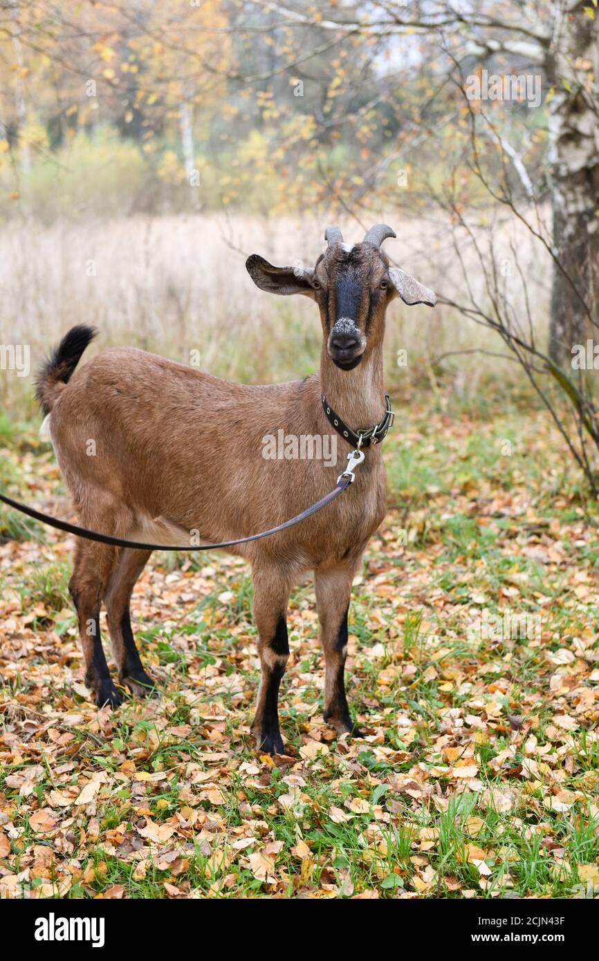 Neubian Goats Alpine