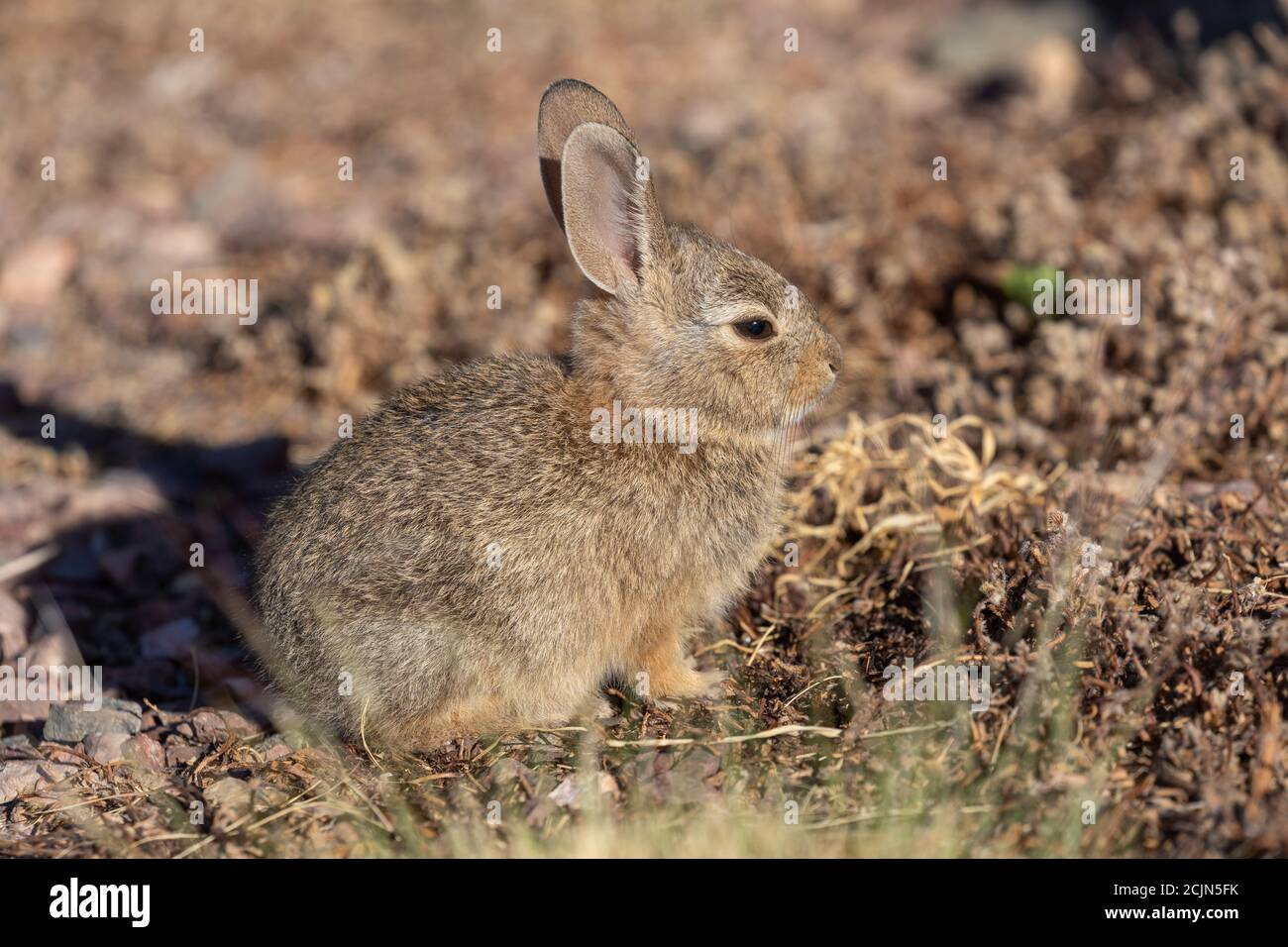 Cute Young Cottontail rabbit Stock Photo - Alamy