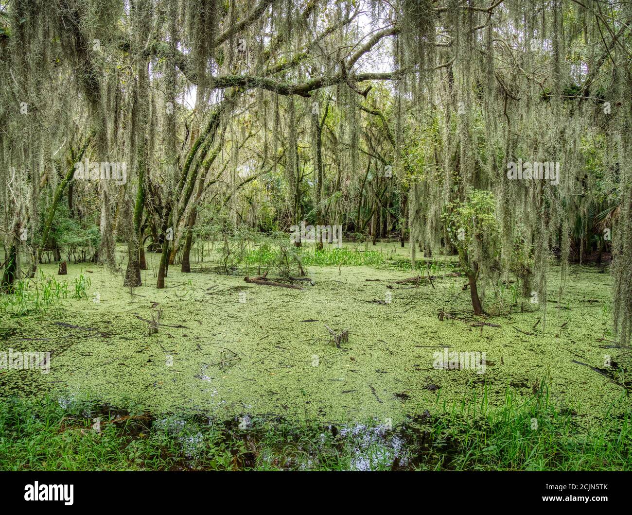Annual summer flooding in Myakka River State Park in Sarasota Florida ...