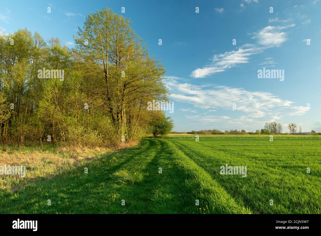 Sunny summer blue sky path hi-res stock photography and images - Alamy