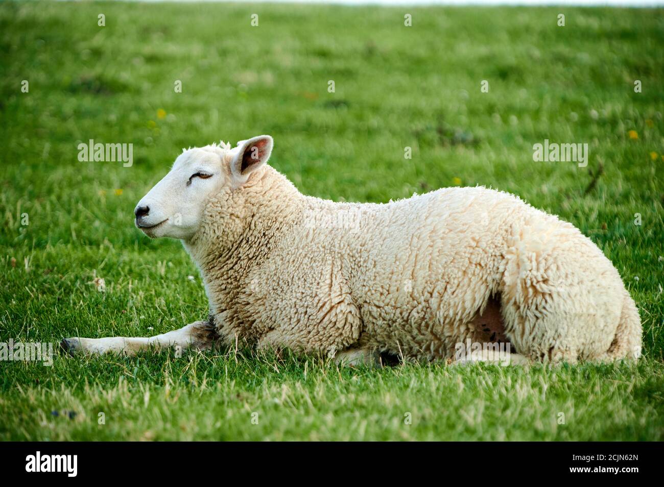 A sheep lies relaxed on the dike Stock Photo - Alamy