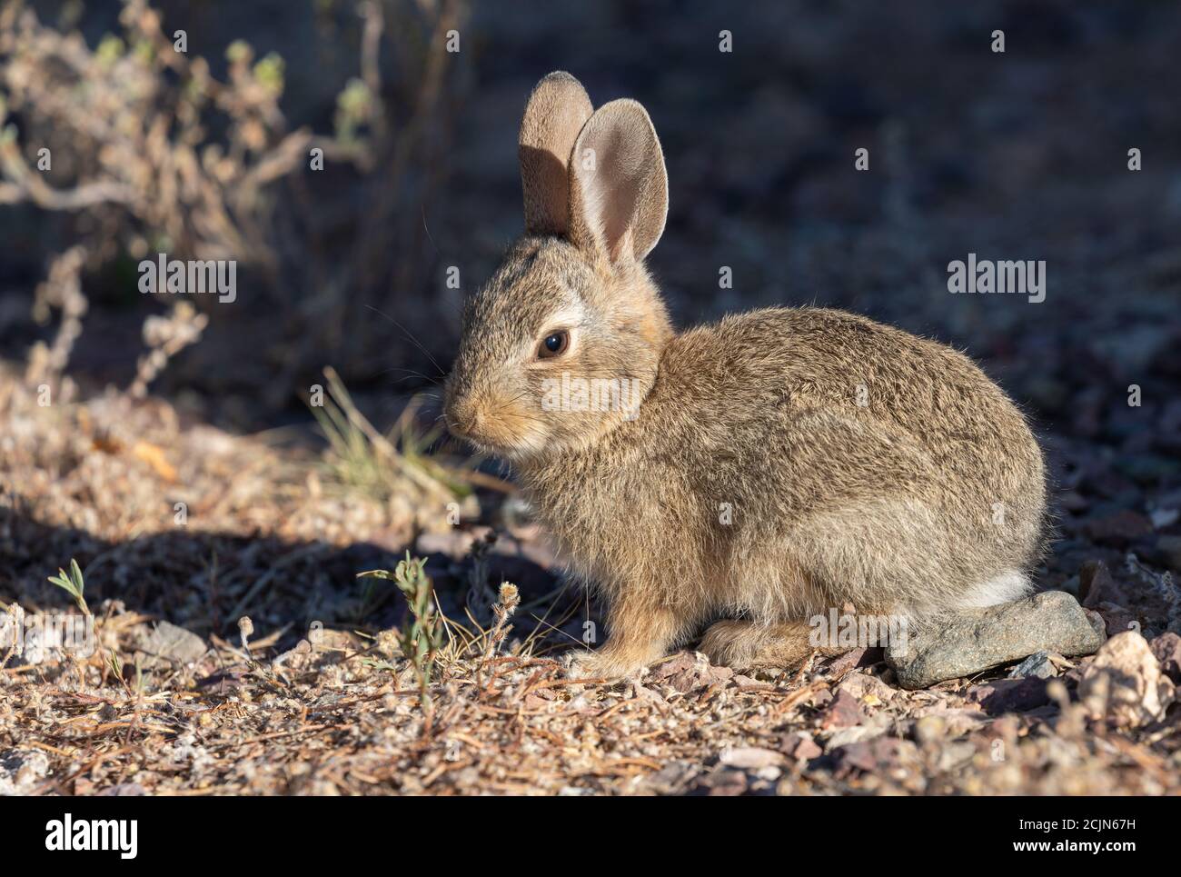 Cute Young Cottontail rabbit Stock Photo - Alamy