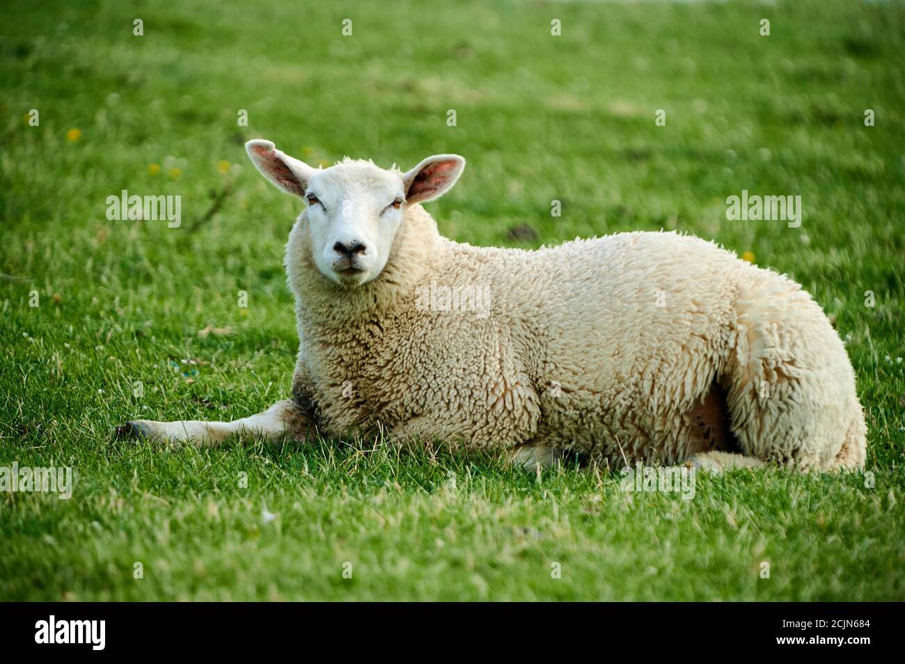 A sheep lies relaxed on the dike and looks intently at the camera Stock ...